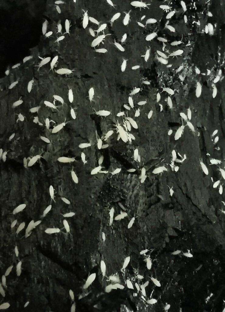 Tropical Springtails - Teal Tropics