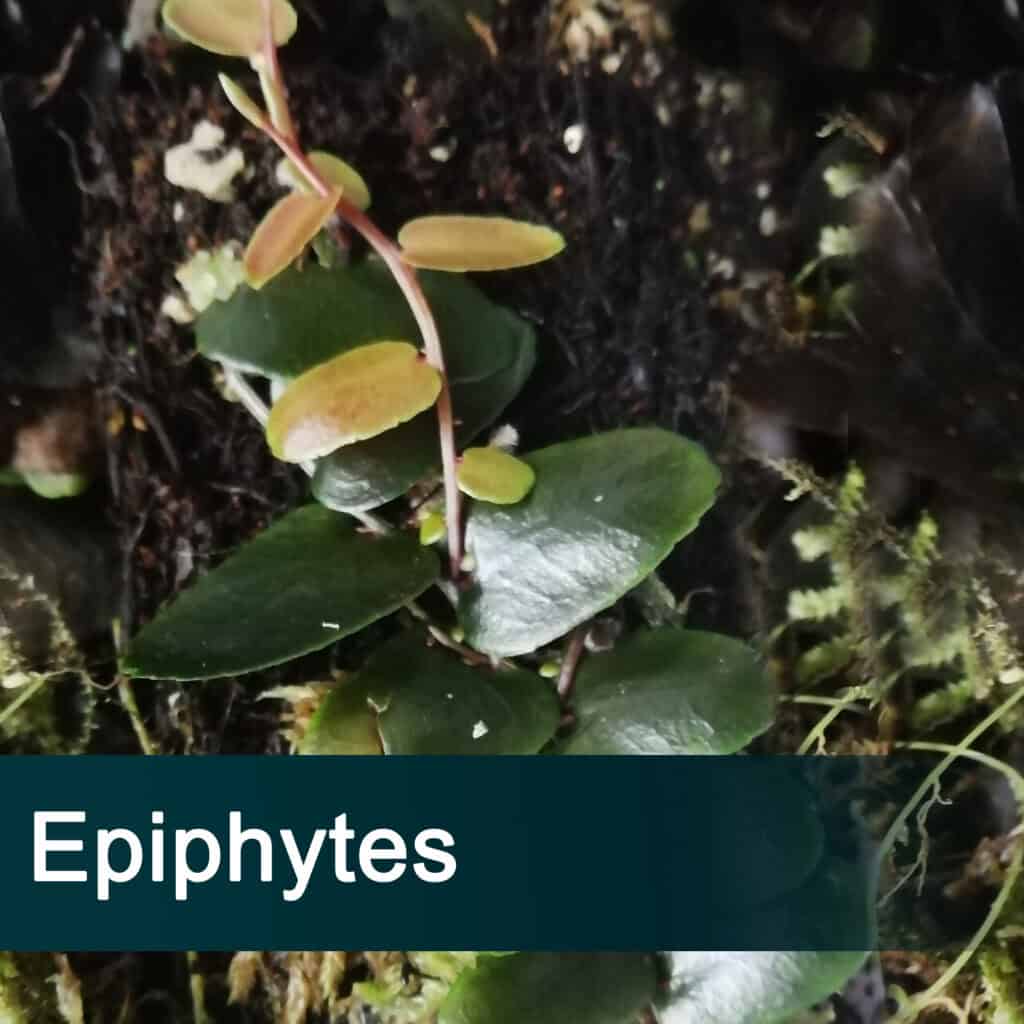 Epiphytes - Teal Tropics