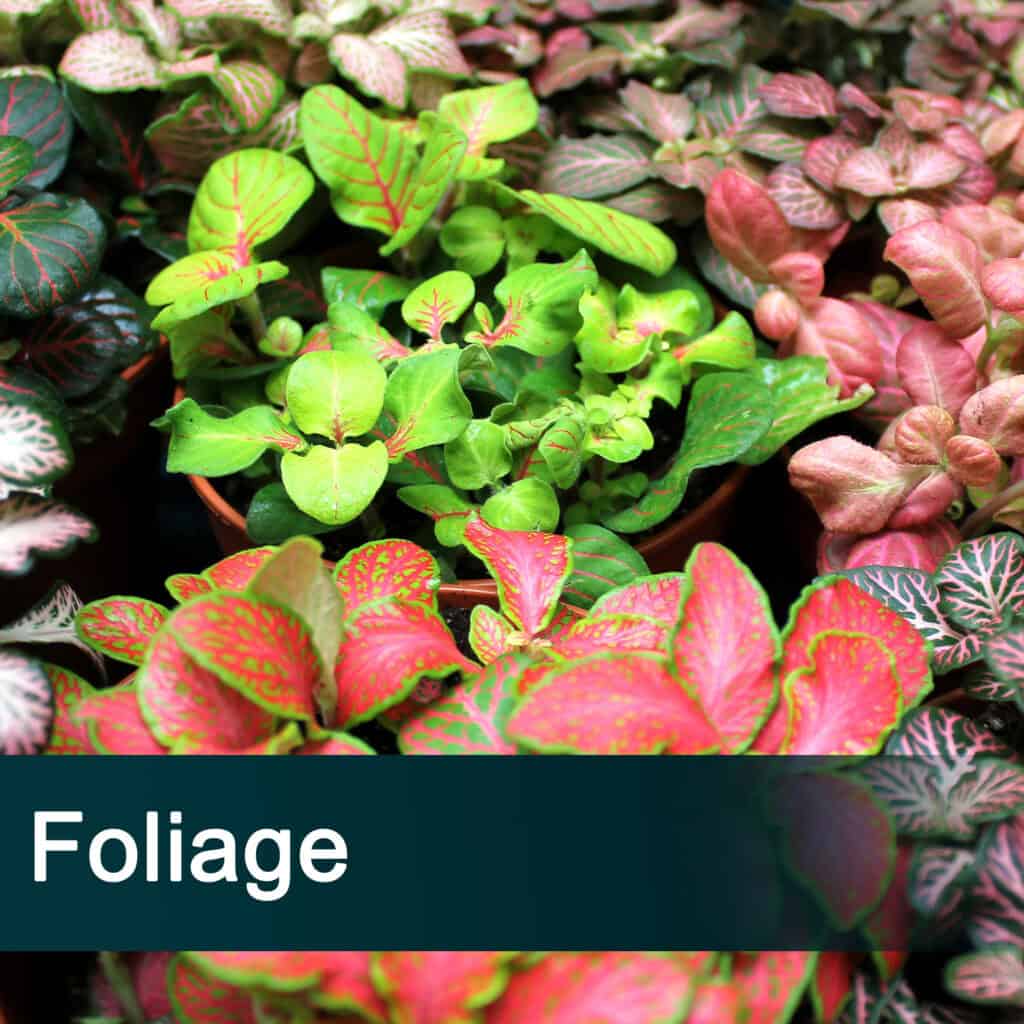 Foliage - Teal Tropics