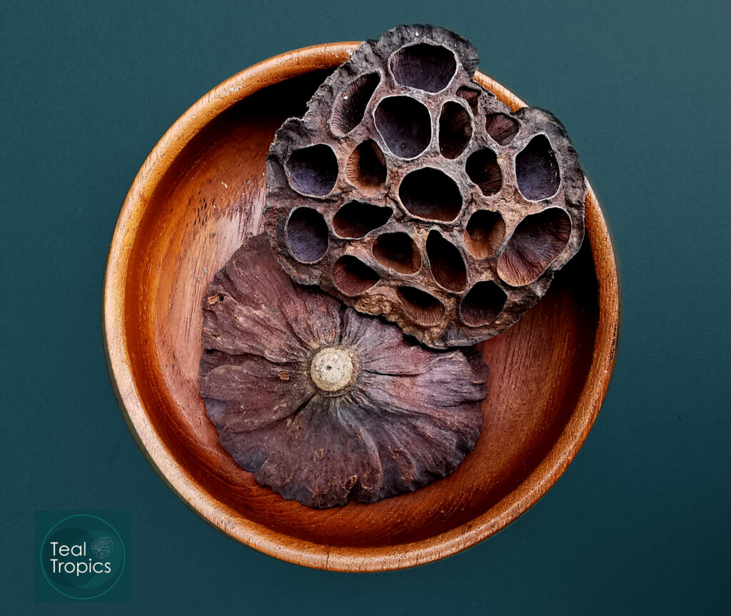 Dried Lotus Pods (Large) - Teal Tropics