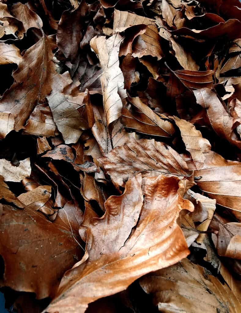 Dried Leaf Litter - Teal Tropics