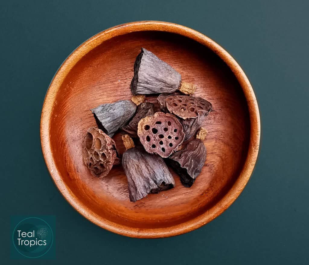 Dried Lotus Pods (Small) - Teal Tropics
