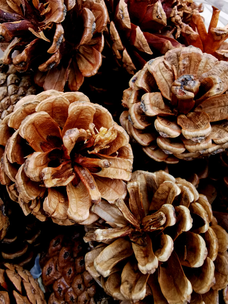 Medium Pine Cones - Teal Tropics