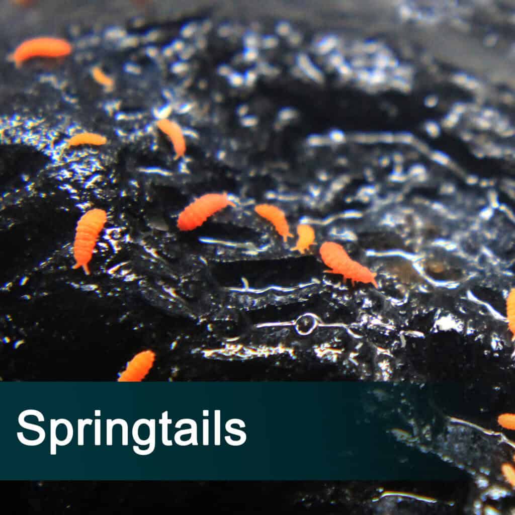 Springtails - Teal Tropics